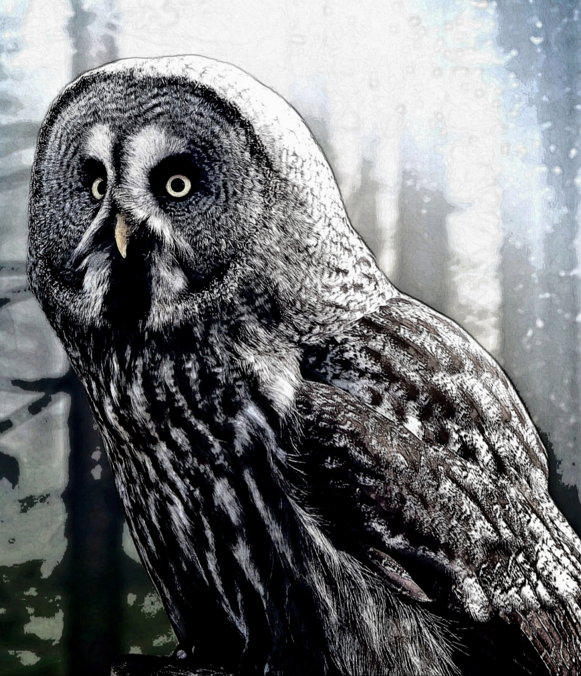 snowy owl cartoon – Let's Talk Spirit